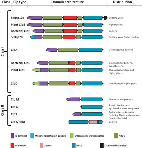 The Organization And Distribution Of Clps In Diverse Living Forms The