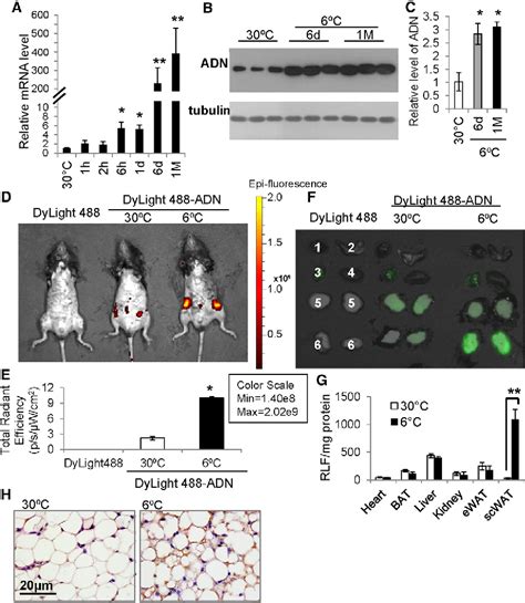 Macrophage Proliferation Semantic Scholar