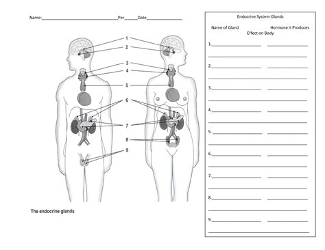 Endocrine System Blank Diagram Endocrine System Blank Diagram