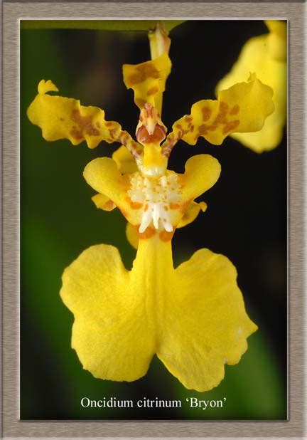 Iospe Photos