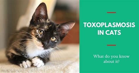 Toxoplasmosis In Cats I Love Veterinary