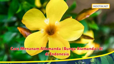 Allamanda Bunga Alamanda Tips Menanam Untuk Hasil Lebih Maksimal