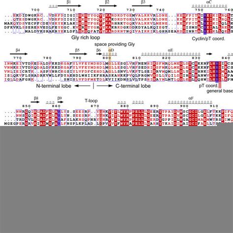 Knockdown Of Cdk12 Or Cdk13 Exhibits Different Gene Expression Profiles Download Scientific