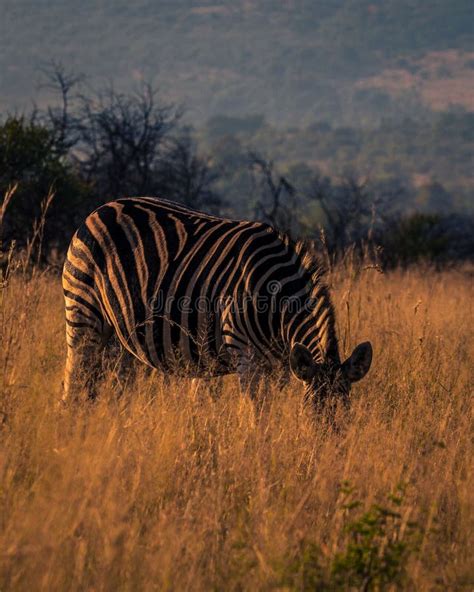Vertical Shot Of A Beautiful Zebra Grazing Dry Grass At Pilanesberg National Park On A Sunny Day