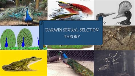 Sexual Selection Theory Pptx