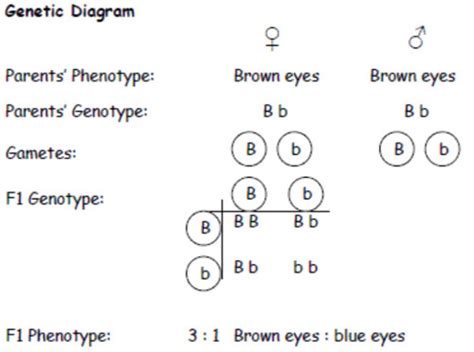 inheritance 1 flashcards quizlet