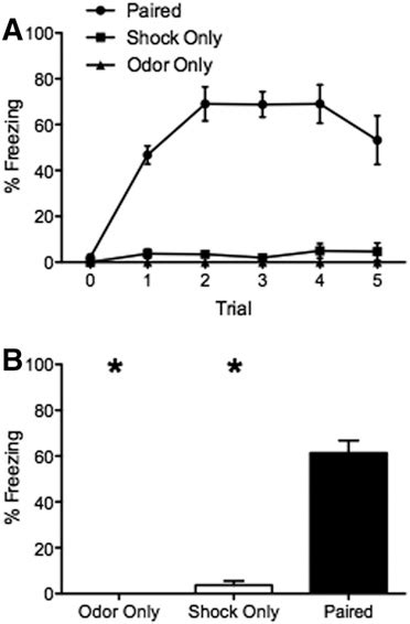 Figure 1 From Cholinergic Modulation During Acquisition Of Olfactory