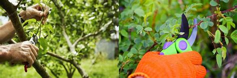 What Is Pruning The Importance And Benefits Of Pruning
