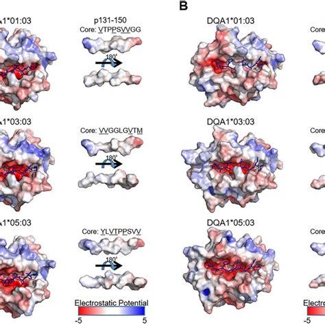 the modeling of pmhc complex a b the modeling of pmhc complex in