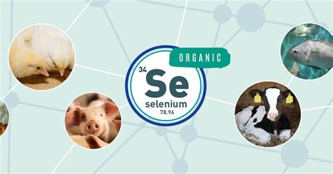 Excential Selenium 4000 Innovation At Its Best Orffa