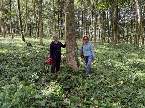 Forest Regeneration Project Puts Tools In Community Hands Griffith News