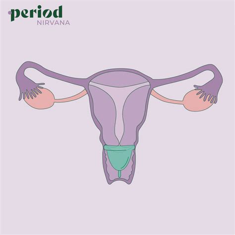 High Vs Low Cervix And Menstrual Cups Period Nirvana