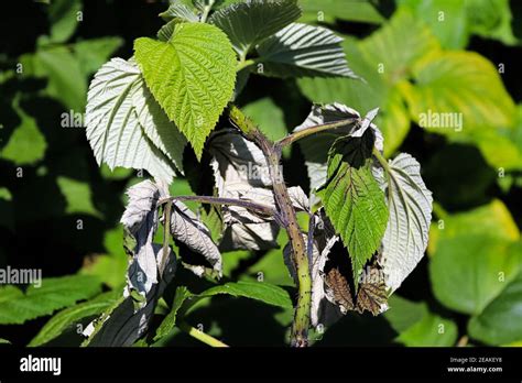 Closeup Of The Dying Branch Of A Raspberry Caused By Cane Blight Stock