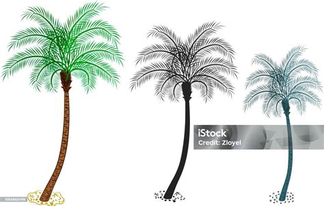 Palme Isolate Su Sfondo Bianco Immagini Vettoriali Stock E Altre