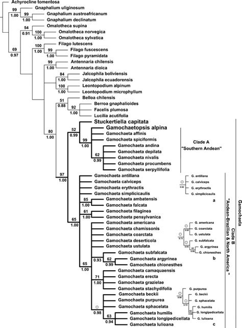 Strict Consensuses Tree From Combined Molecular Ets Its Trnl F