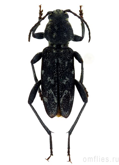 Xylotrechus Rusticus — Жуки усачи Coleoptera Cerambycidae Омской области