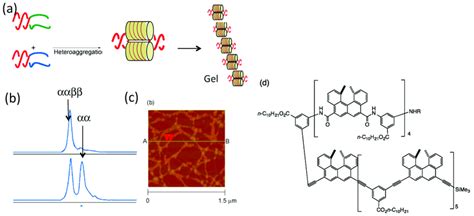 Formation Of ααββ Tetrameric Aggregates Derived From Bi Domain Download Scientific Diagram