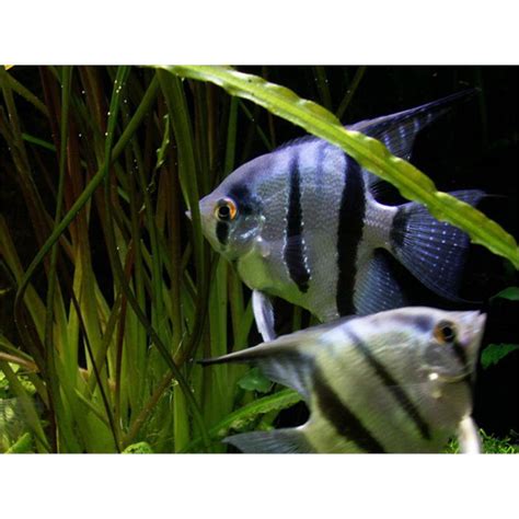 Pterophyllum Scalare Common Blue