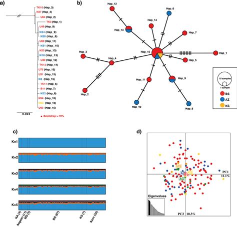 Population Structure Observed At The Mtdna And Microsatellite Loci A Download Scientific