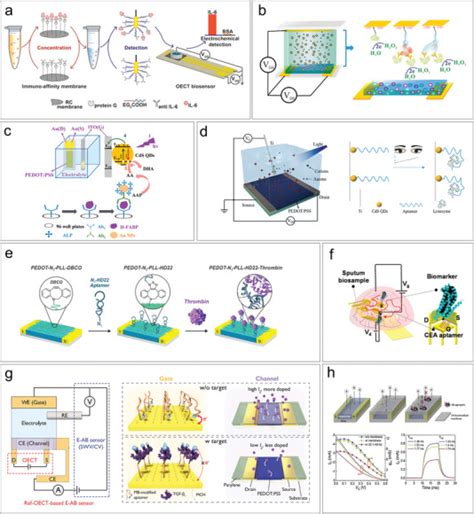 Organic Electrochemical Transistors For Biomarker Detections Pmc