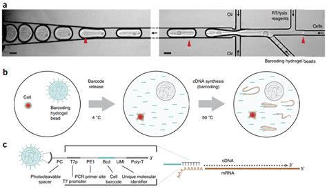10 Barcoding In Single Cells For Sequencing Example Of The Process Download Scientific