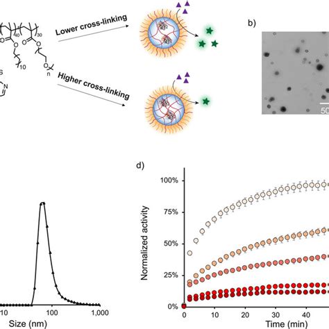 Variation On Cross Linking Density Of Cht Enzyme Nanoreactor For