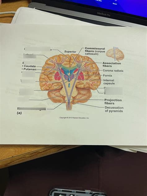 Superior View Diagram Quizlet
