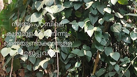 കുരുമുളക് തൈയുണ്ടാക്കാൻ ഇതാണ് എളുപ്പ വിദ്യ Namukkumkrishicheyyam Youtube