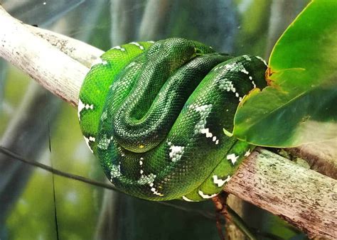 45 Emerald Tree Boa Facts Guide To Both Species Diet Habitat Babies