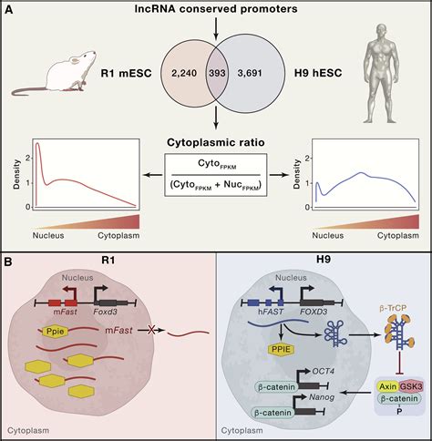 The Secret Life Of Lncrnas Conserved Yet Not Conserved Cell