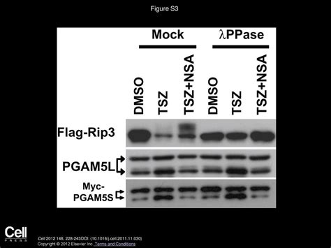 The Mitochondrial Phosphatase Pgam5 Functions At The Convergence Point