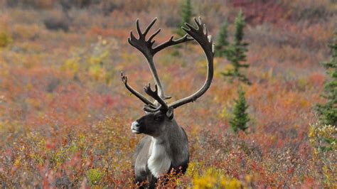 Caribou Antlers