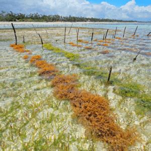 How To Use Seaweed As A Fertilizer Explore Benefits Of Seaweed