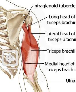 Triceps Brachii Muscle Origin Insertion And Action