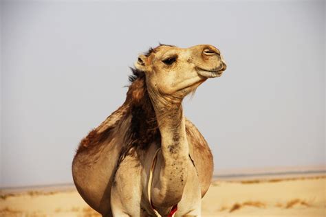 Typescript Transforming Types With Snakecase Keys To Camelcase Keys