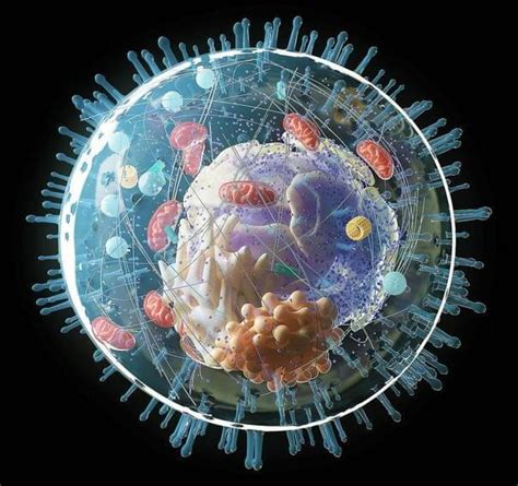 Memory Is Stored In Cells Throughout The Body Not Just The Brain