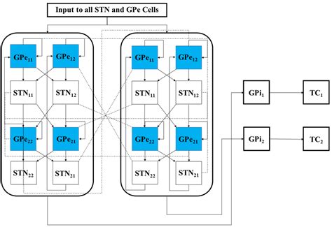 Full Network Model Including The Interconnections Between The Stn And