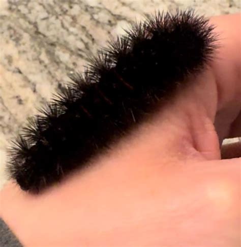 Hypercompe Scribonia I Love These Caterpillars Rinsects