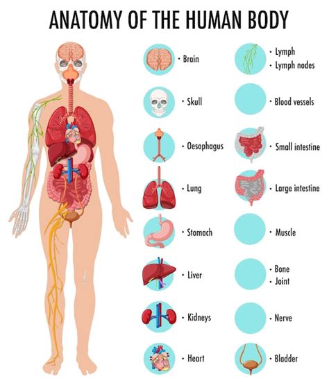Female Human Body Organs Diagram