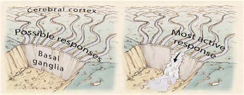 1 Illustration Of The Role Of The Basal Ganglia In Action Selection