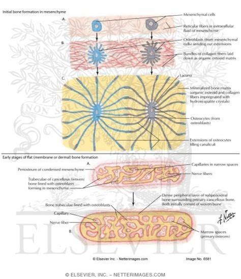 Initial Bone Formation In Mesenchyme Early Stages Of Flat Membrane Or Dermal Bone Formation