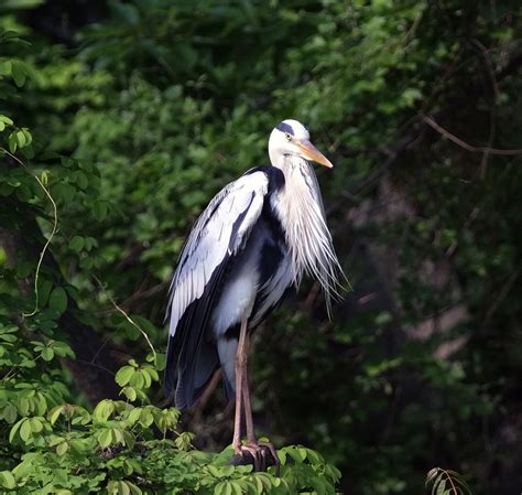 이건호의천체사진 일반사진들 캐논 500미리 망원렌즈로 찍은 새
