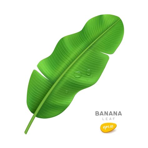 Banana Leaf Single Royalty Free Vector Image Vectorstock 53 Off