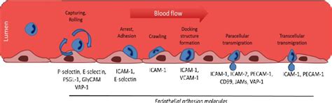Figure 1 From Vascular Adhesion Protein 1 As In Vivo Target For Imaging Of Leukocyte