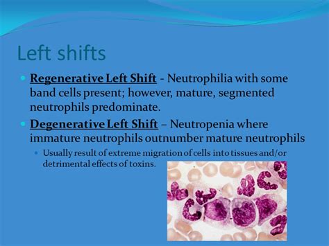 Leukocytes Formation Function And Pathology Clinical Pathology Ppt