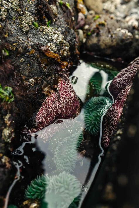 16 Curious And Diverse Oregon Coast Tide Pools You Must Visit The