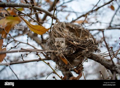 Empty Bird Nest Tree Branches Hi Res Stock Photography And Images Alamy