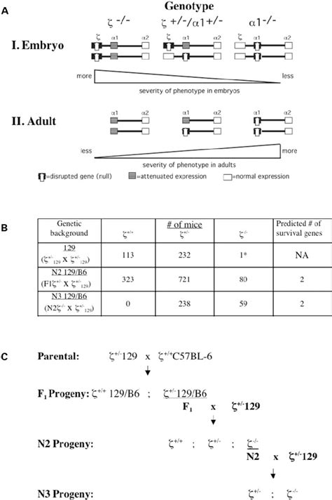 A Diagrammatic Representation Of The Murine A Globin Locus Showing