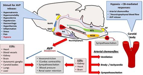 Vasopressin Hormone Two Neurotransmitters That Play A Role In Love And
