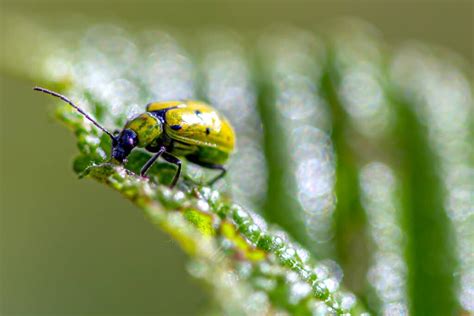 Control Cucumber Beetles With A Powerful Organic Playbook